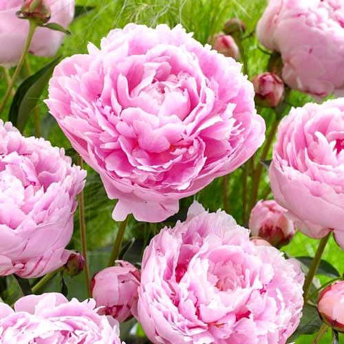 Bujorul a devenit oficial Floarea Națională a României - News Falticeni